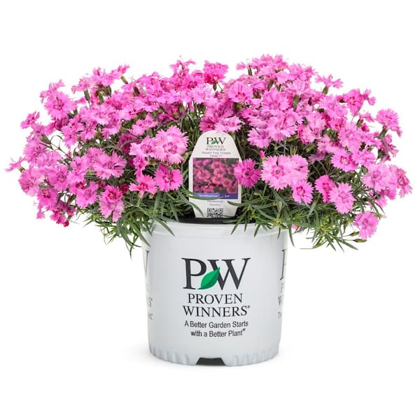 Proven Winners 0.65 Gal. Paint the Town Fancy Pinks (Dianthus Hybrid ...