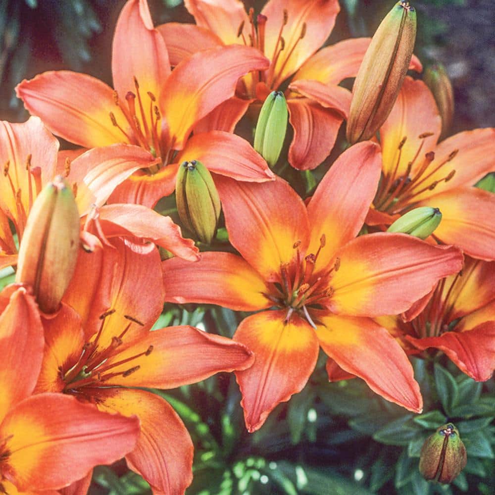 #1 Red and Orange Asiatic Lily Plant 91637 - The Home Depot