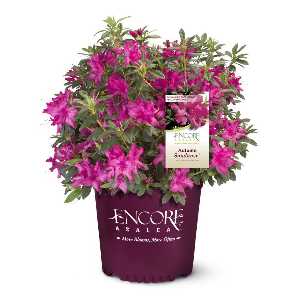 ENCORE AZALEA 1 Gal. Autumn Sundance Azalea Shrub with Unique Vibrant ...