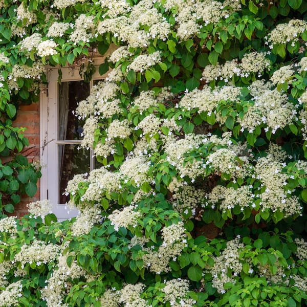 DIRECT GARDENING 3 Gal. Pot, Petiolaris Climbing Hydrangea Vine Potted White Flowering Plant (1 ...