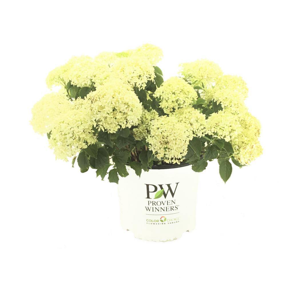 PROVEN WINNERS Smooth Hydrangea (Arborescens) Invincibelle Limetta ...