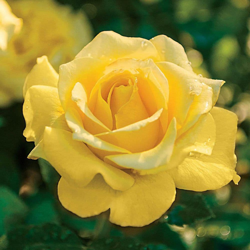 DIRECT GARDENING 1 Gal. Pot, Sparkle and Shine Floribunda Rose Potted ...