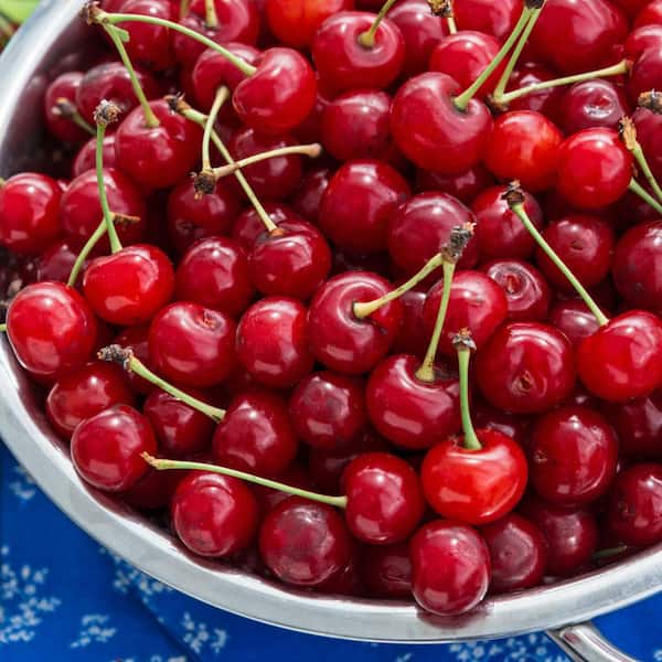 DIRECT GARDENING Montmorency Cherry Dormant Bare Root Fruit Bearing ...