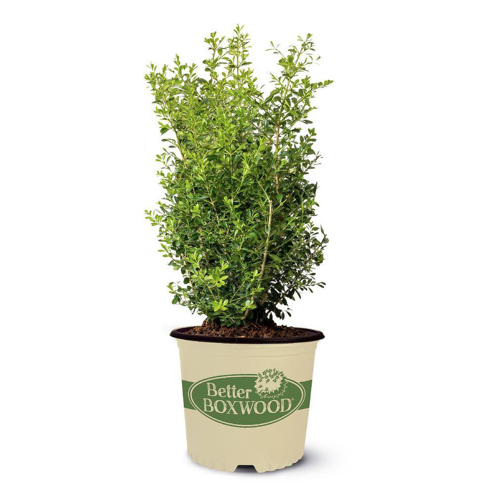 BETTER BOXWOOD 2 Gal. Skylight Boxwood Shrub 18194 - The Home Depot