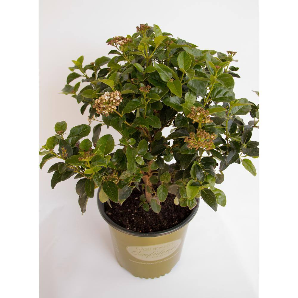 MCCORKLE 2 Gal. Shades of Pink Viburnum, Evergreen Shrub, Blush-Pink ...