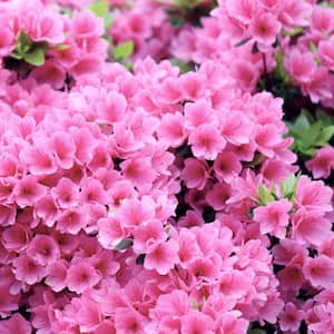 national PLANT NETWORK 2.5 qt. Azalea Conversation Piece Flowering ...