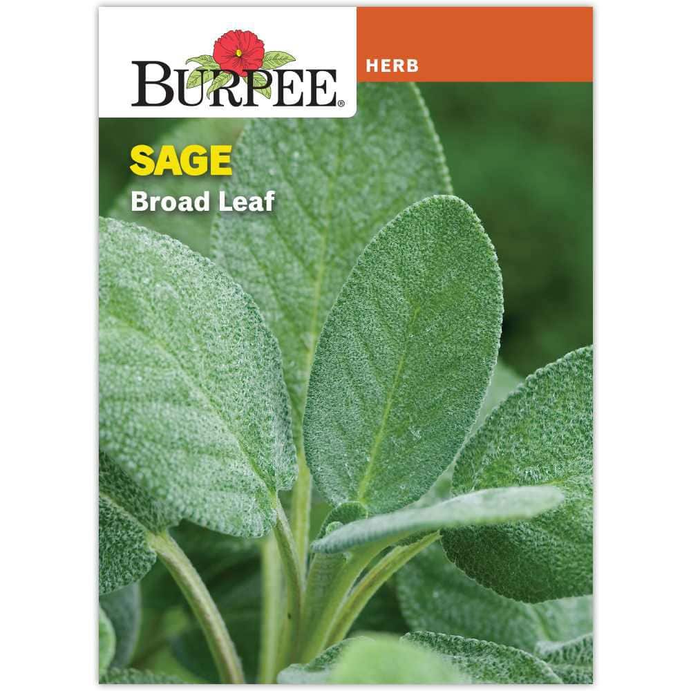 Burpee Garden Herb Sage Broad Leaf Herb Seed 66169 - The Home Depot