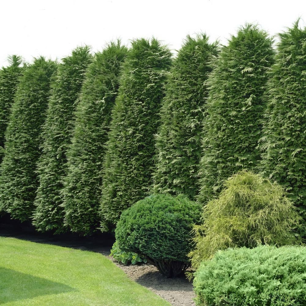 national PLANT NETWORK 1 gal. Arborvitae Green Giant Shrub HD7136 - The ...