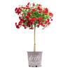 Drift 3-4 ft. Tall Red Drift Rose Tree with Red Flowers in Grower's Pot ...
