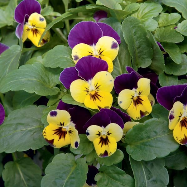 1.88-Pint Spring Purple and Yellow Viola Plant (8-Pack) 8839 - The Home ...