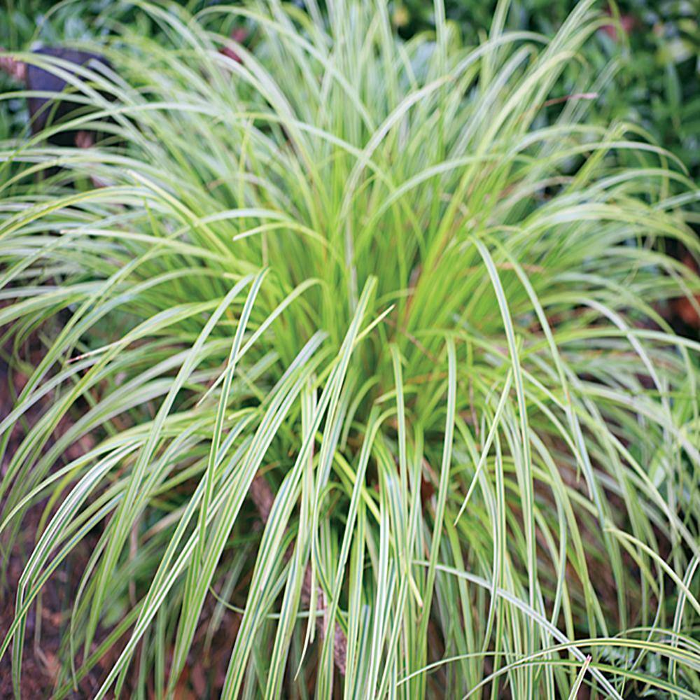 SOUTHERN LIVING 2.5 Qt. EverColor Everrillo Ornamental Sedge Grass ...