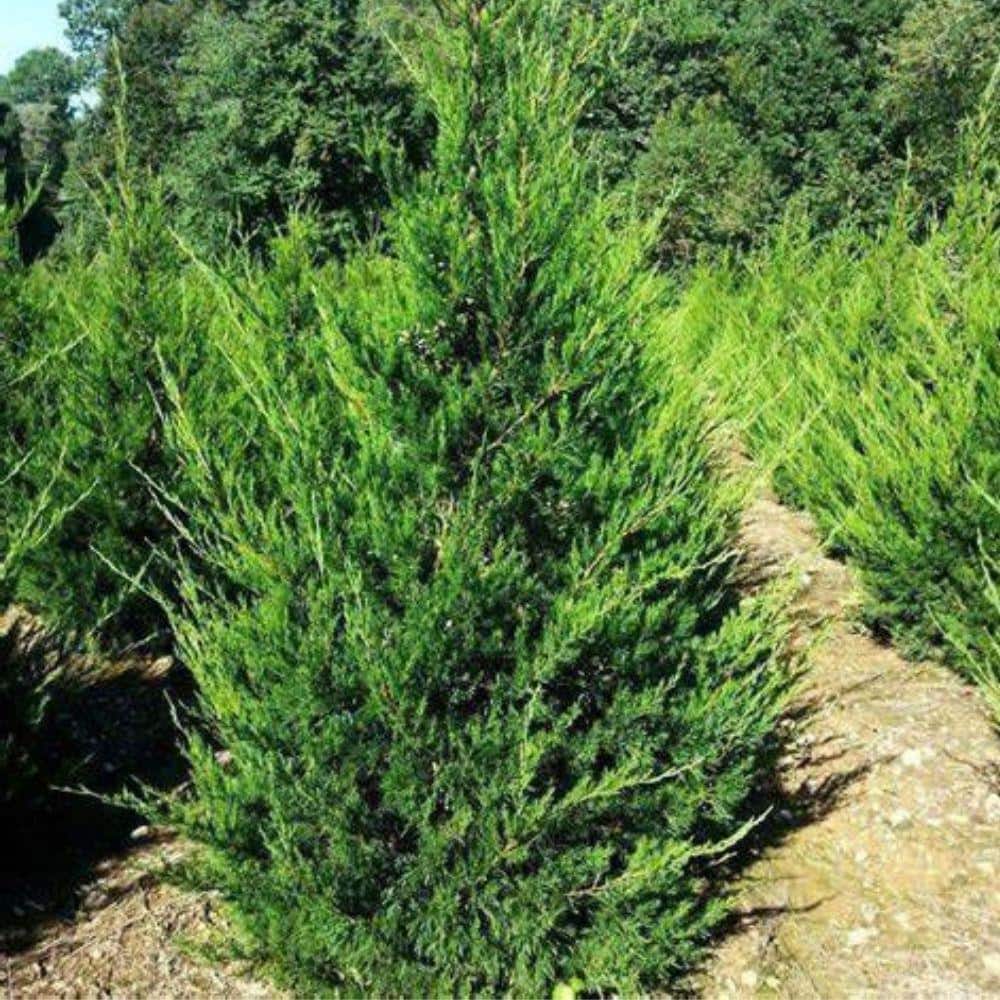 1 Gal. Hetzi Columnaris Juniper Evergreen Tree JUNHET01G - The Home Depot