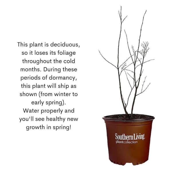 SOUTHERN LIVING 5 Gal. Colorama Scarlet Crape Myrtle Tree with Bright ...