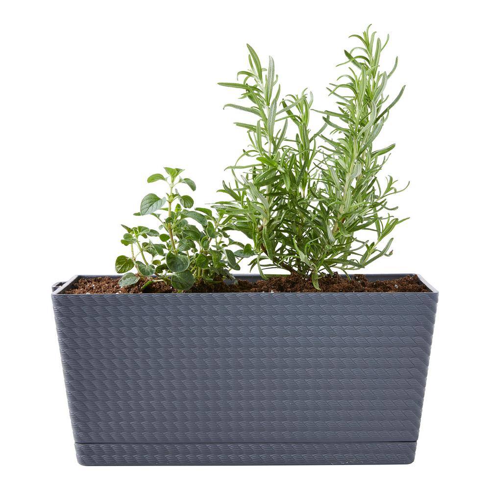 Bonnie Plants Window Combo - Rosemary/Oregano 202557 - The Home Depot