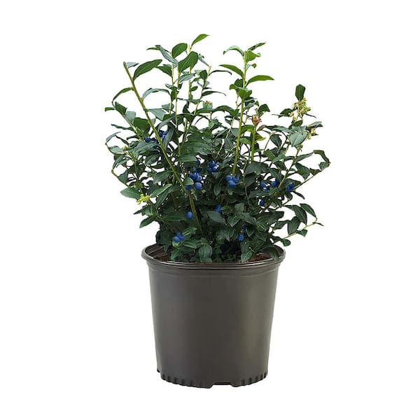 2.25 Gal. Legacy Blueberry Plant with Flavorful Sweet Berries 19592 ...