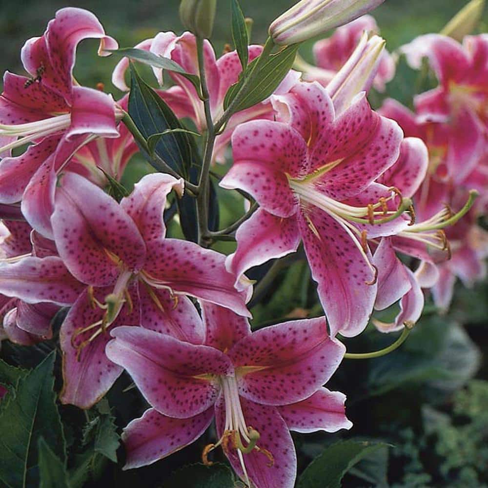 Pure Beauty Farms 3.20 Qt. Oriental Lily Plant in 7.5 in. Deco Pot ...