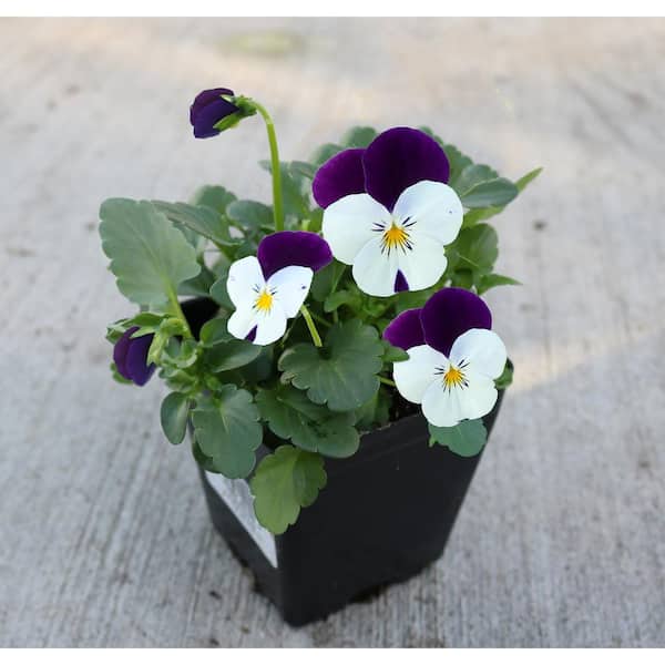 1.0 PT Assorted Annual Spring Viola 1003979620 - The Home Depot