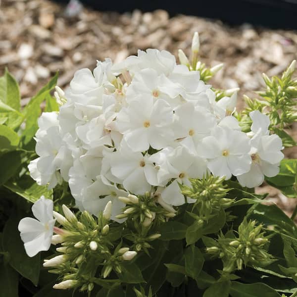 1 Gal. Pink Garden Phlox Plant 1004561758 - The Home Depot