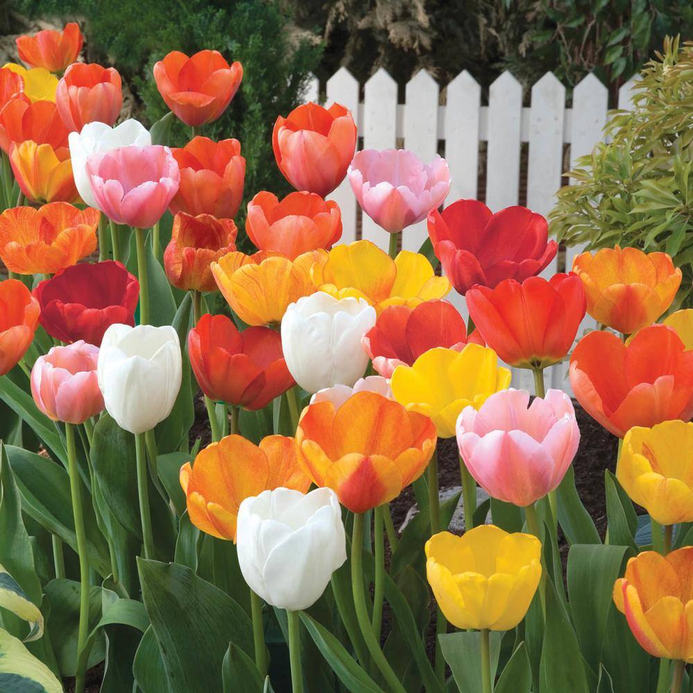 DIRECT GARDENING Mid-Season Spring Flowering Perennial Tulip Mixture ...