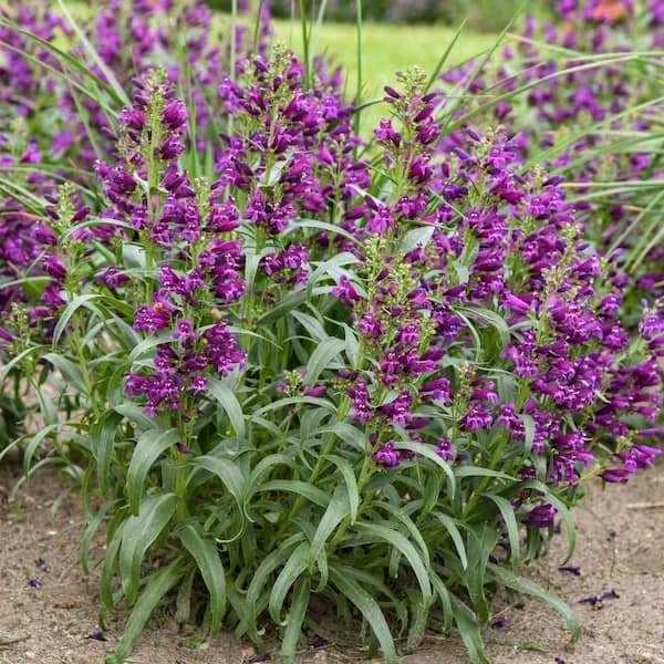 Reviews for PROVEN WINNERS 0.65 Gal. Cat's Pajamas Catmint (Nepeta ...