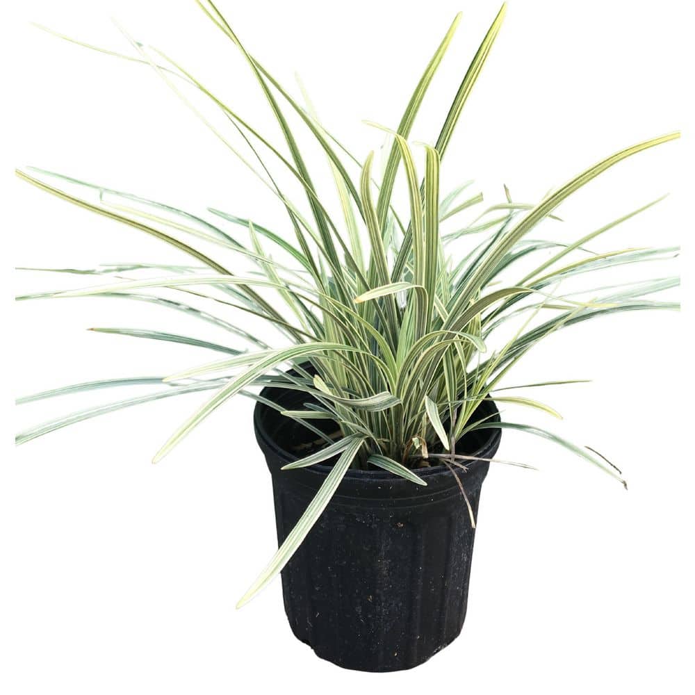 OnlinePlantCenter 1 gal. Aztec Variegated Lilyturf Liriope Grass Plant ...