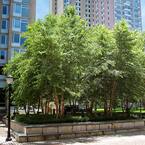 5 Gal. Weeping Willow Shade Tree WILWEE05G - The Home Depot