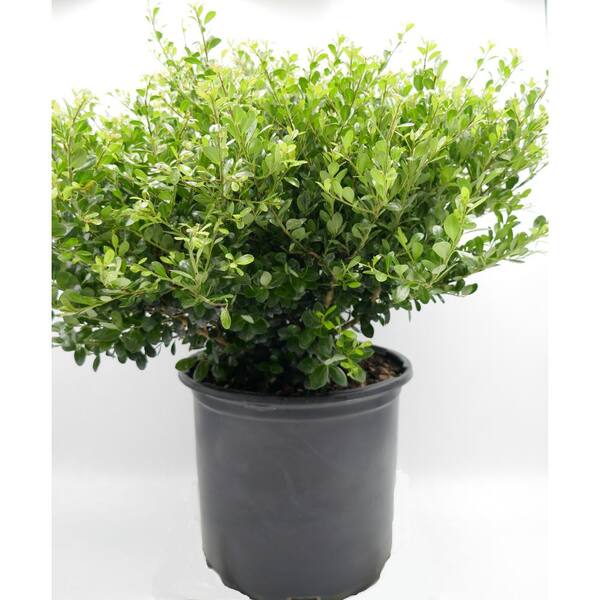 BELL NURSERY 3 Gal. Compacta Japanese Holly (Ilex Crenata) Live ...