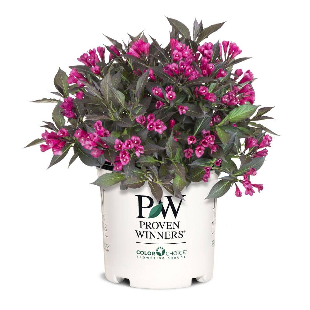 PROVEN WINNERS 2 Gal. Spilled Wine Weigela Shrub with Bright Pink ...