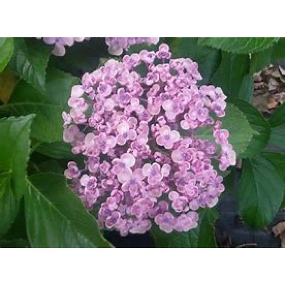 BELL NURSERY 3 Gal. Ayesha Bigleaf Hydrangea (Hydrangea macrophylla ...