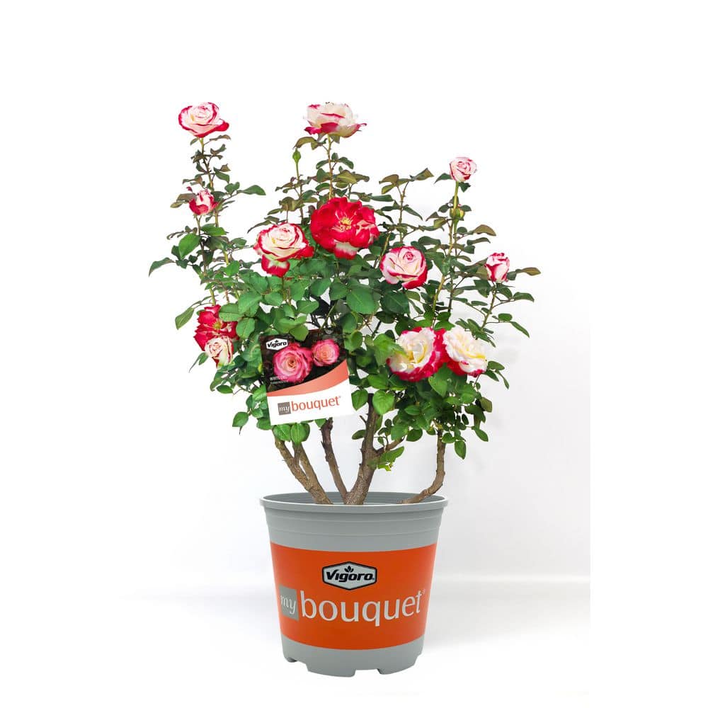 Vigoro 2 Gal. White Lies Rose Plant with White to Red Blooms 17528 ...
