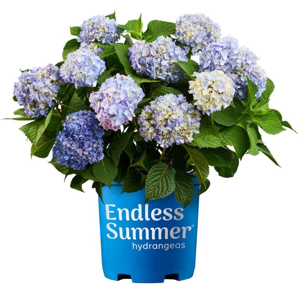 Endless Summer 1 Gal. The Original Reblooming Hydrangea Plant Flowering ...