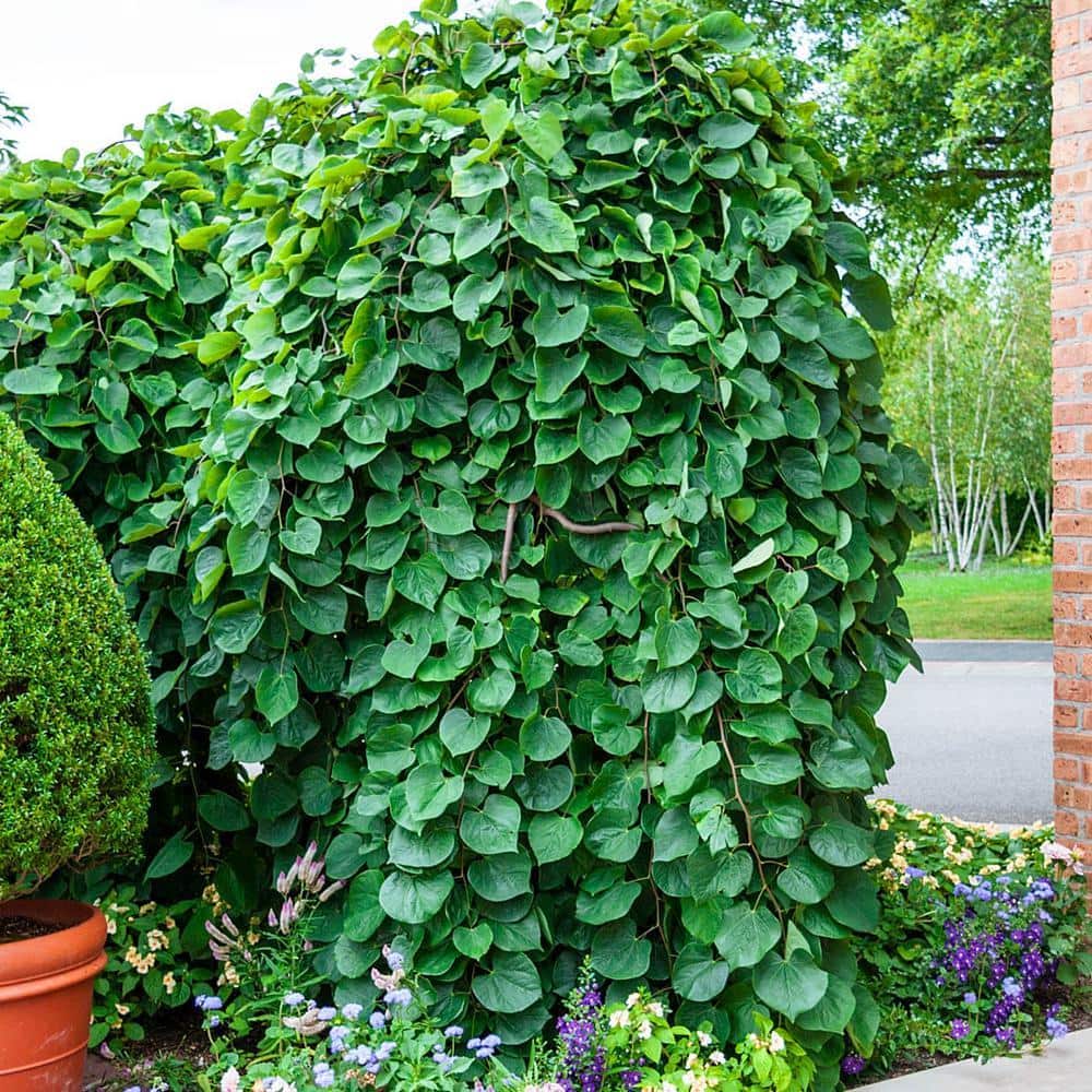 Have a question about DIRECT GARDENING Lavender Twist Weeping Redbud ...