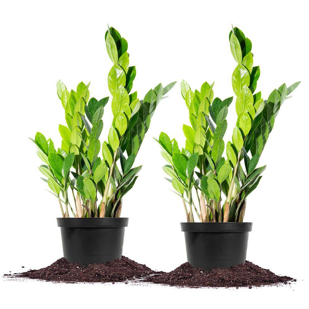 Perfect Plants ZZ Plant 6 in. Pot (2-Pack) THD100005 - The Home Depot