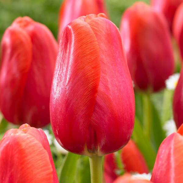 Garden State Bulb 12/ cm, Red Avignon Single Late Tulip Flower Bulbs ...