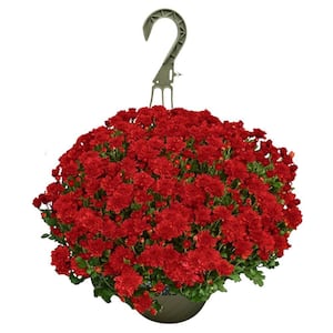 MASTERPIECE FLOWER COMPANY 1.25 gal White Mum Plant Hanging Basket in ...