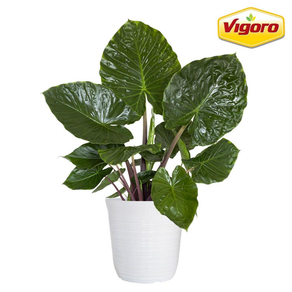 Reviews for Vigoro 12 in. Vigoro Alocasia Metalhead Plant in White ...