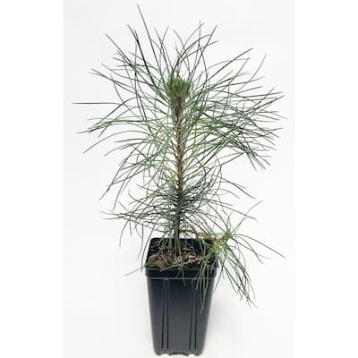 Evergreen - Shade Trees - Trees - The Home Depot