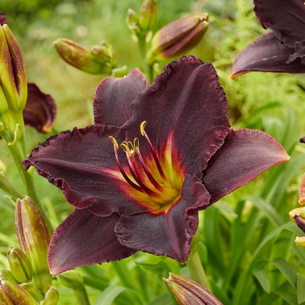 VAN ZYVERDEN Van Zyverden Daylilies Black Stockings (Set of 3) Plant ...