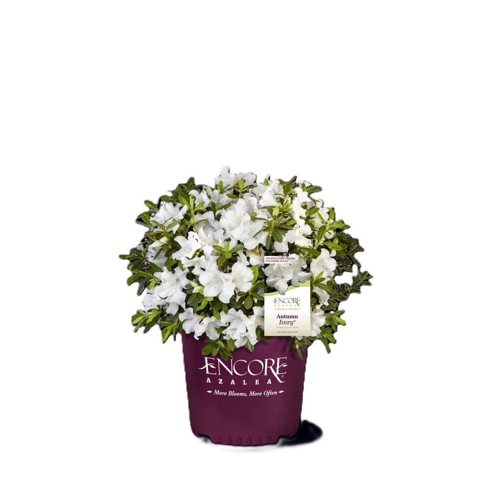 ENCORE AZALEA 1 Gal. Encore Autumn Ivory Azalea Shrub with Bright White ...