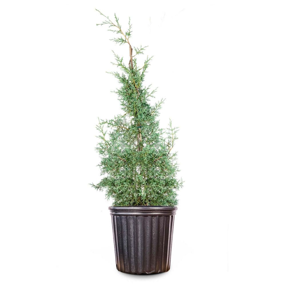 Perfect Plants Carolina Sapphire Cypress Tree in 3 Gal. Grower's Pot HD ...