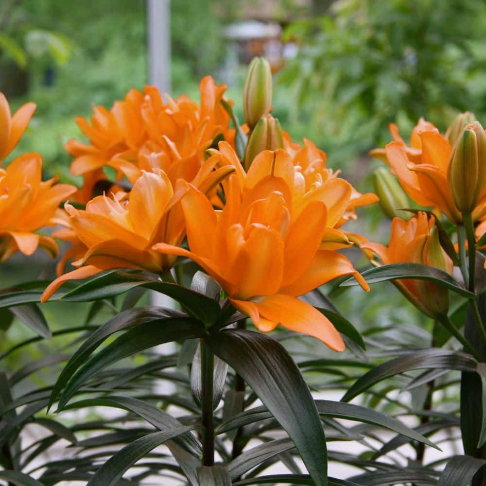 national PLANT NETWORK Bare Root Oriental Lily Looks Tiny Double Dutch ...