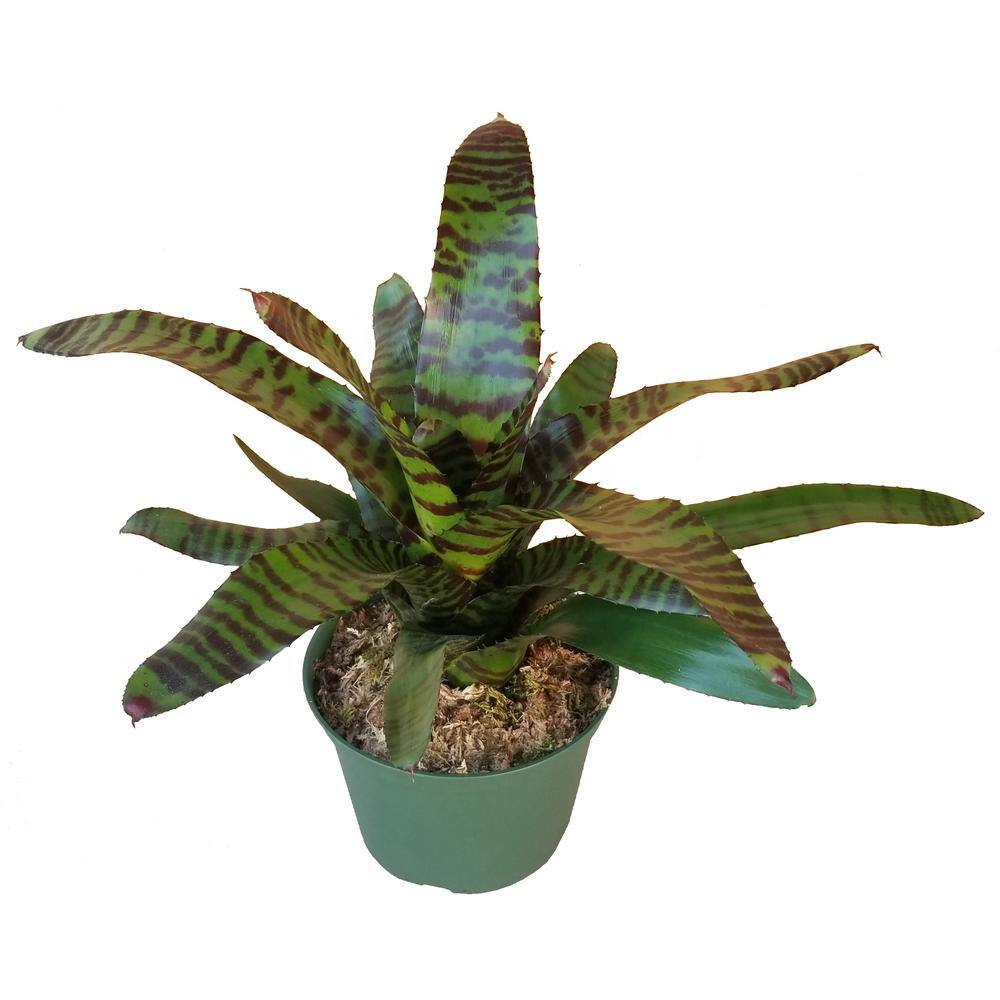 Tiger Neoregelia Bromeliad Plant in 6 in. Grower Pot BroTgr006