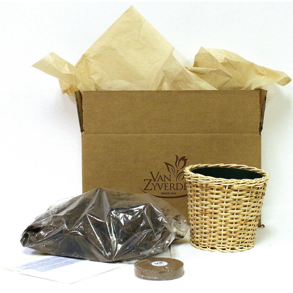 VAN ZYVERDEN Lucky Clover Kit with Growers Pot and Decorative Basket ...