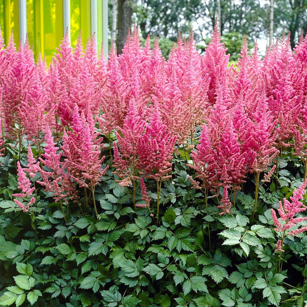 VAN ZYVERDEN Astilbe Visions Roots (Set of 3) 83832 - The Home Depot