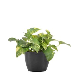national PLANT NETWORK 6 in. Marble Queen Pothos Plant in Grower ...