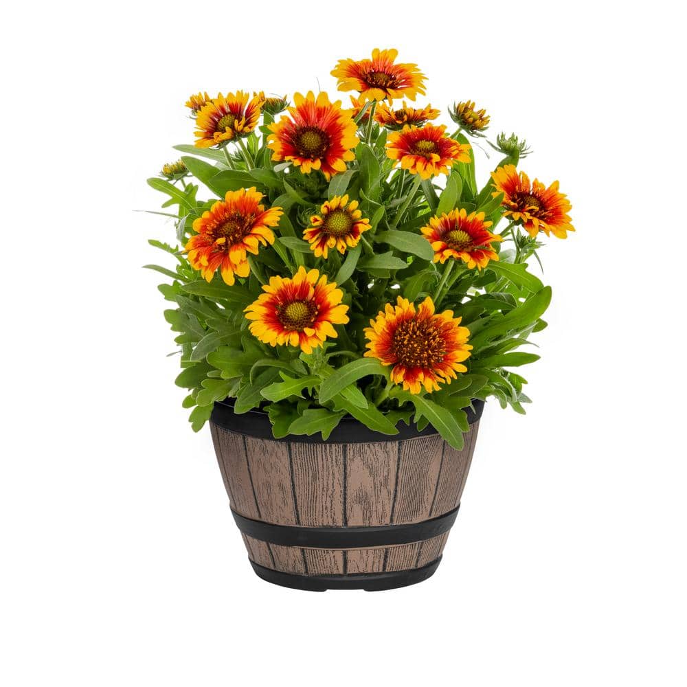 METROLINA GREENHOUSES 1 Gal. Barbican Yellow Red Ring Gaillardia ...