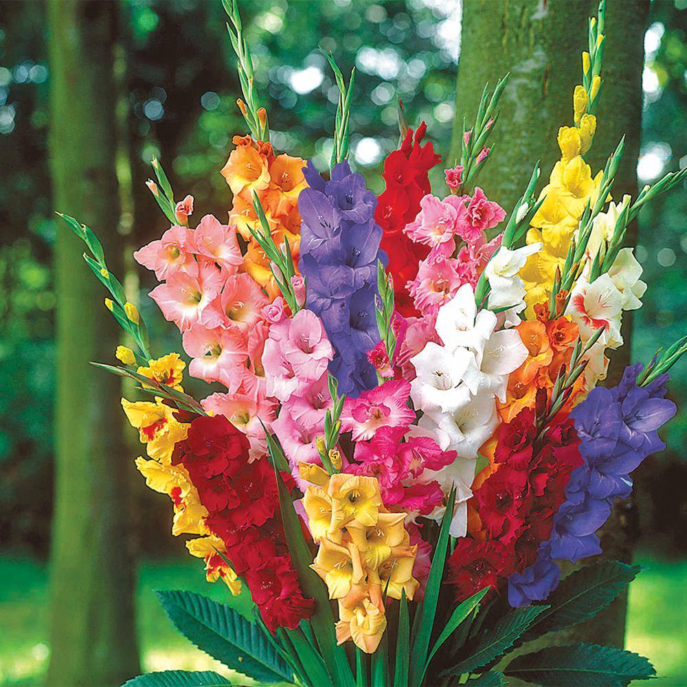 DIRECT GARDENING Multi-Color Flowering Gladiolus Dormant Summer ...