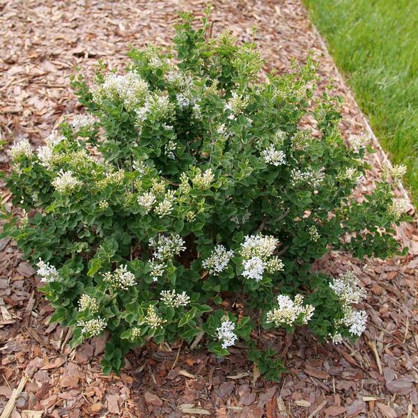 Proven Winners 1 gal. Bloomerang Showmound Reblooming Lilac (Syringa ...