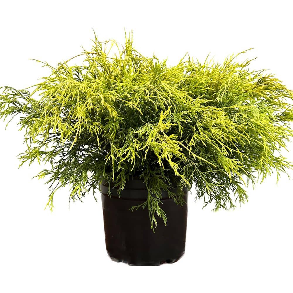 1.5 Gallon Lemon Thread Cypress (Chamaecyparis p. f. 'Lemon Thread ...