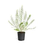 Brighter Blooms 2 Gal. Flowering Tri-Color Willow Shrub with White ...